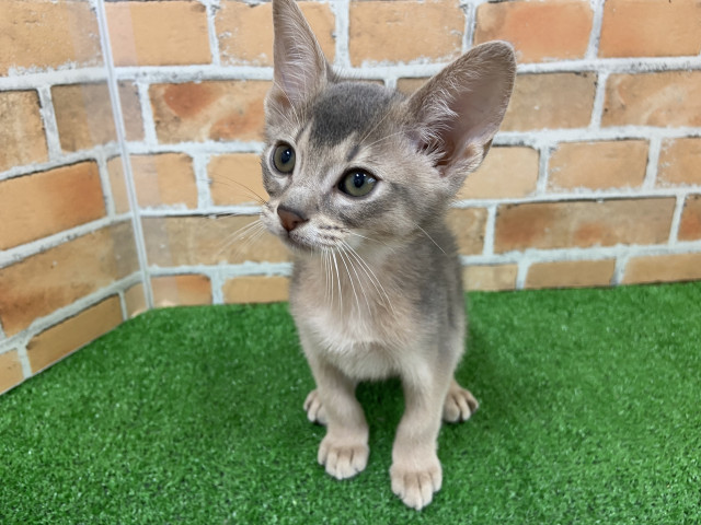 DCMカーマのペット情報館 ｜ newfaces カテゴリー ｜ 猫