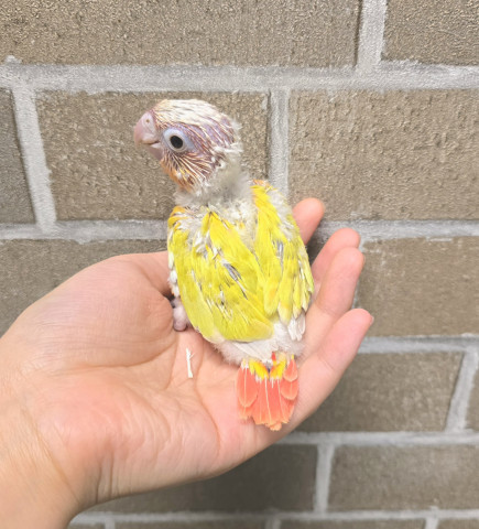 DCMのペット情報館 ｜ ウロコインコ