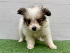 DCMのペット情報館 ｜ ミックス犬
