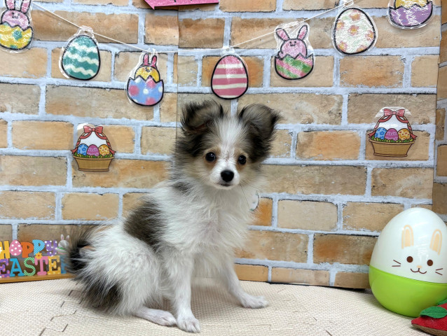 DCMのペット情報館 ｜ ミックス犬