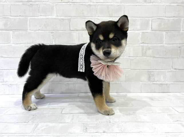 DCMのペット情報館 ｜ 柴犬