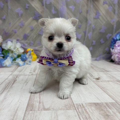 DCMのペット情報館 ｜ ミックス犬