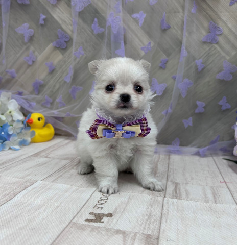 DCMのペット情報館 ｜ ミックス犬